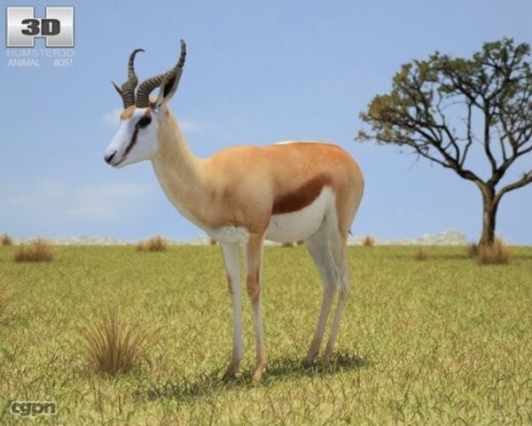 3D Springbok Models | TurboSquid