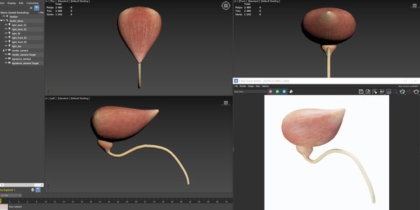 modelo 3d Vejiga humana - TurboSquid 2184448