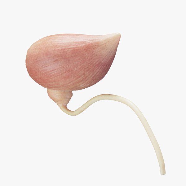 Bladder 3D Models for Download | TurboSquid