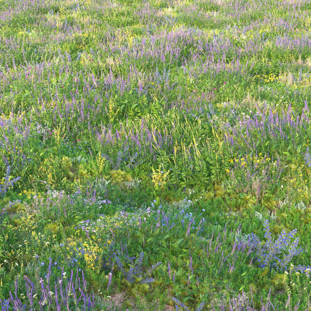 3D Model Blooming Meadow Grass 3 - TurboSquid 2073218