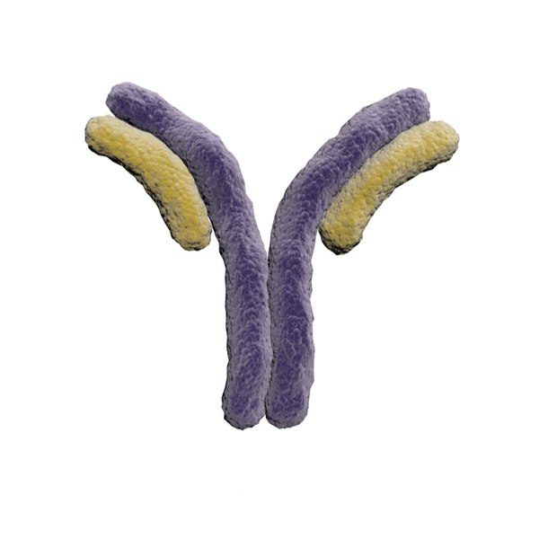 human antibodies 3d model