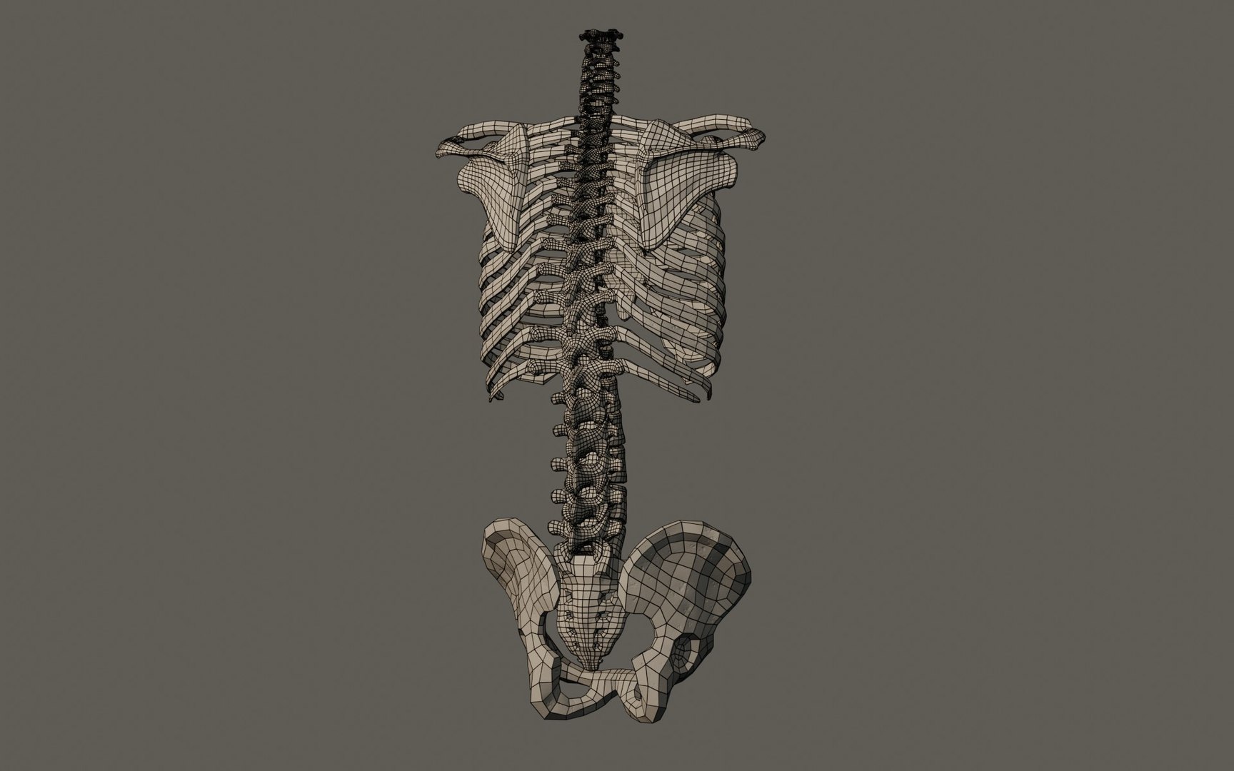 3D Human Torso Bones - TurboSquid 1803466