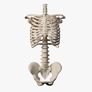 Human Skeleton STL Models for Download | TurboSquid