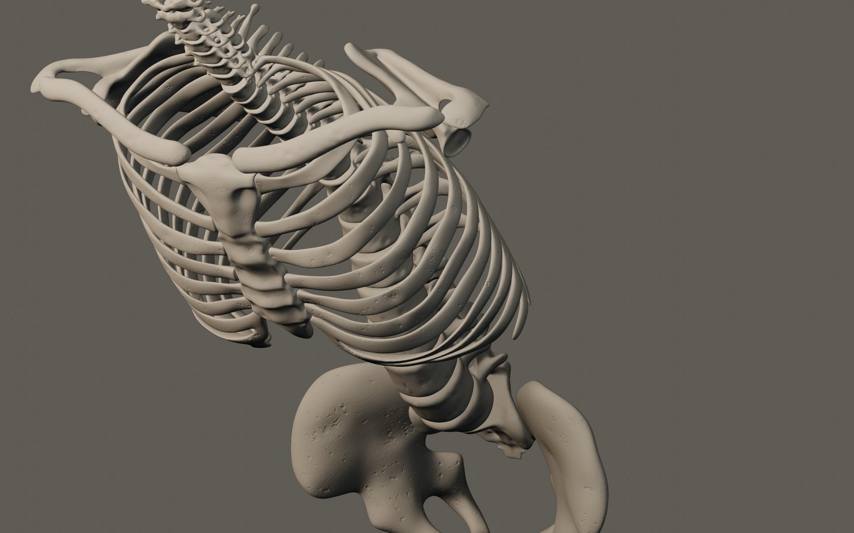 3D Human Torso Bones - TurboSquid 1803466