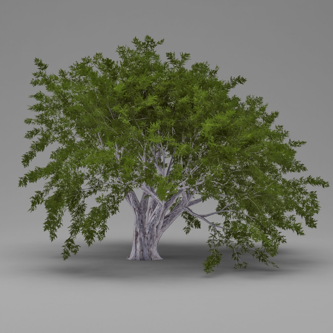 Deciduous 034 3d Model