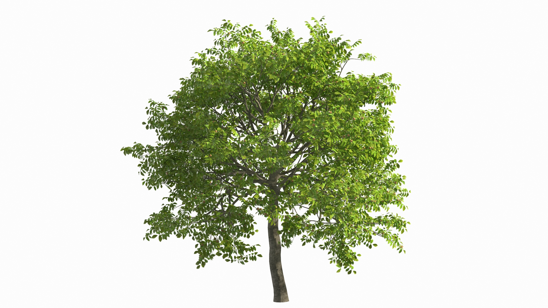 Walnut Tree Ripe Nuts 3D Model - TurboSquid 1699068