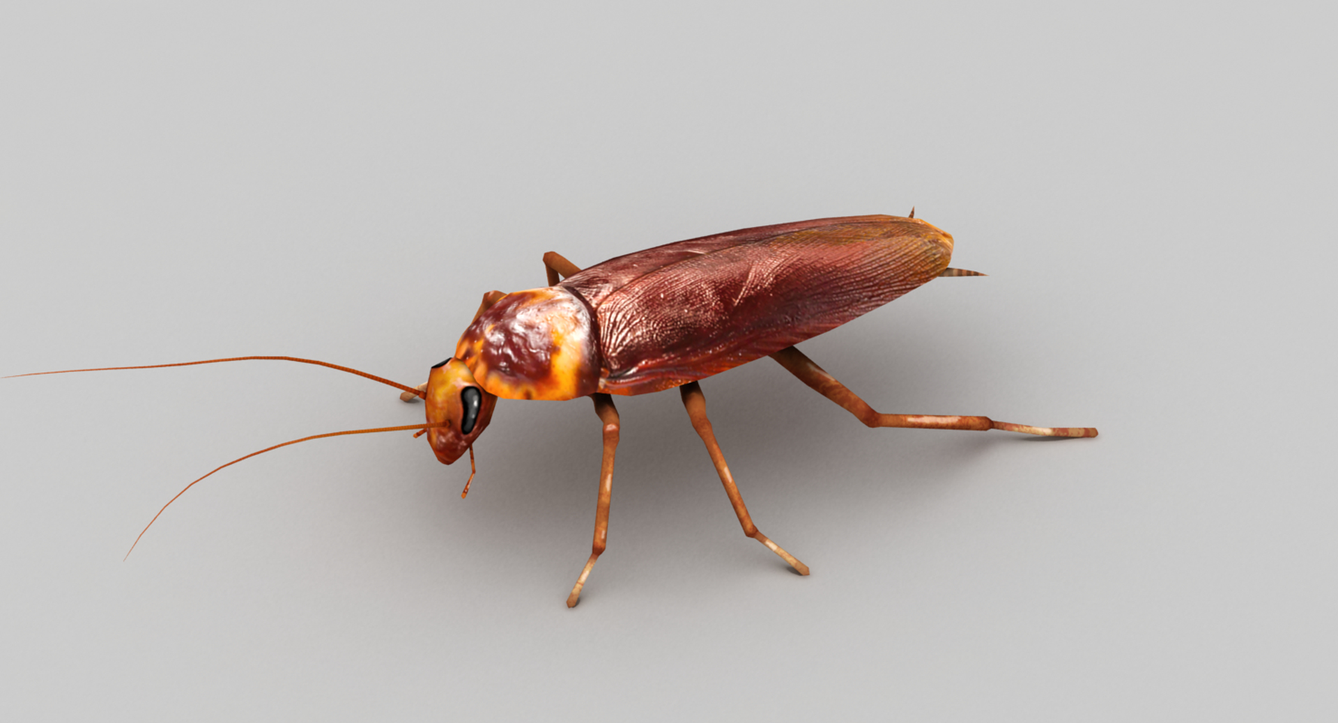3d Model Rigged Cockroach