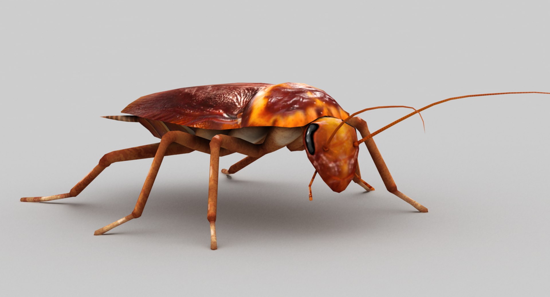 3d Model Rigged Cockroach