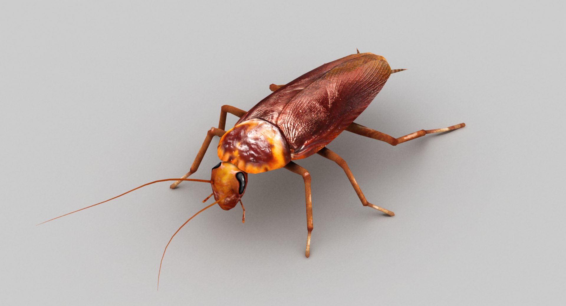 3d Model Rigged Cockroach
