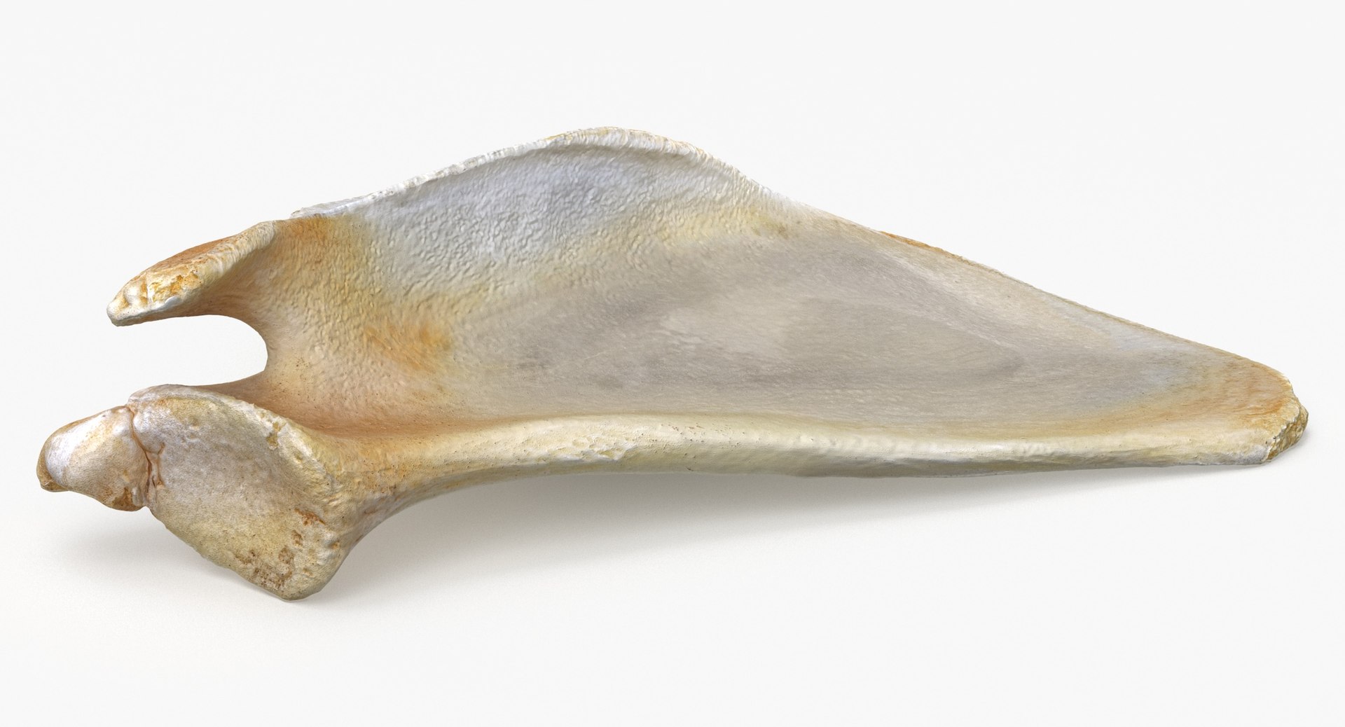 3D Kangaroo Red Necked Wallaby Scapula 01 - TurboSquid 2075096