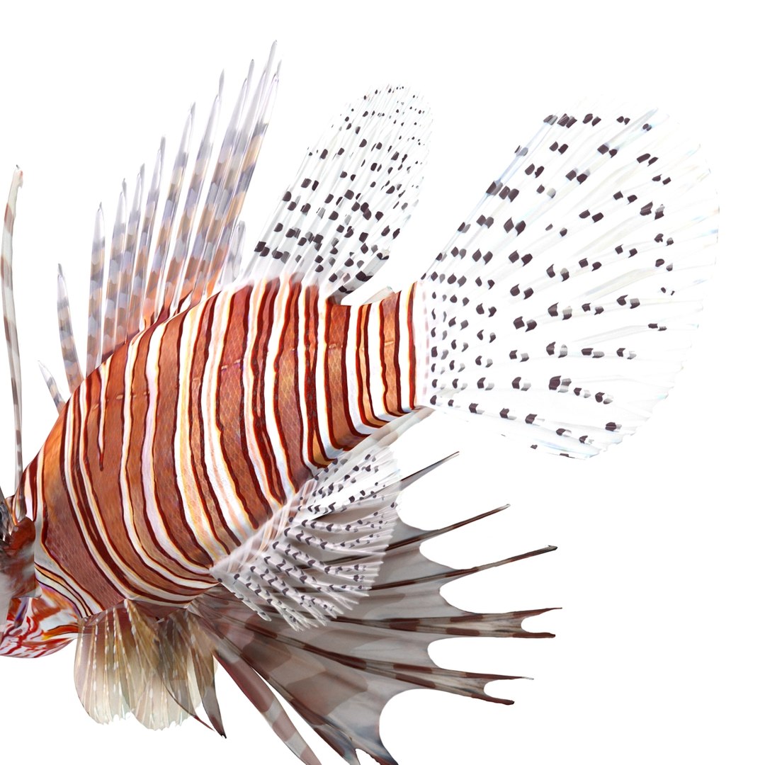 lion fish 3d max