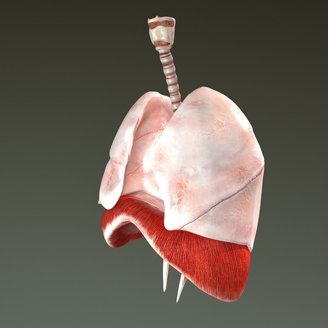 3d Model Respiratory