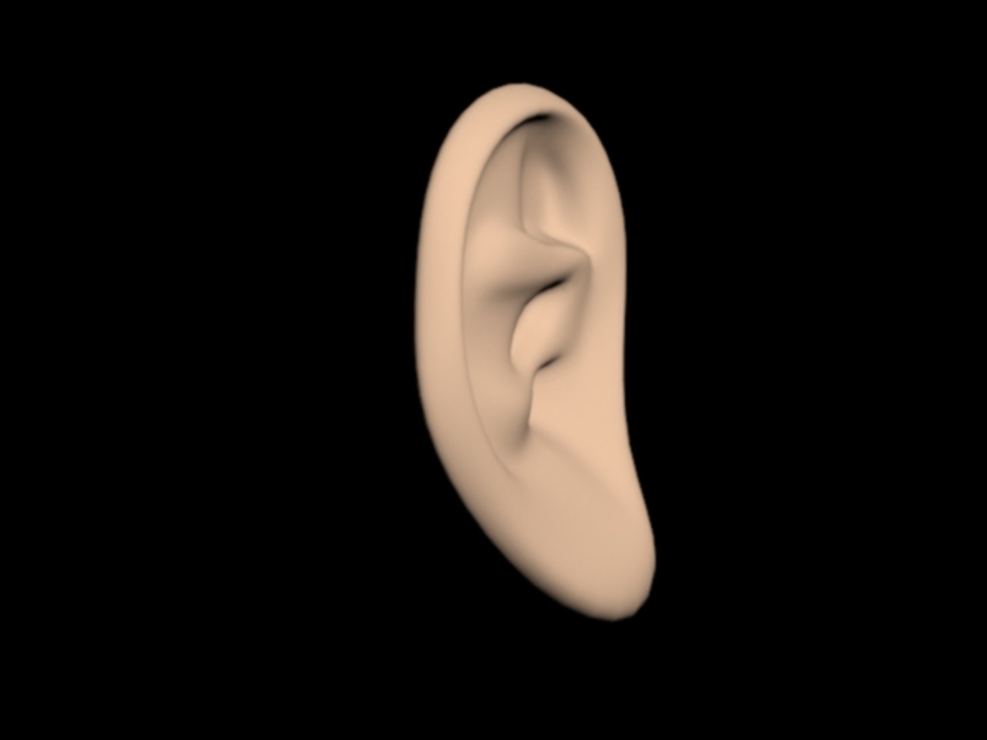 3d ear model