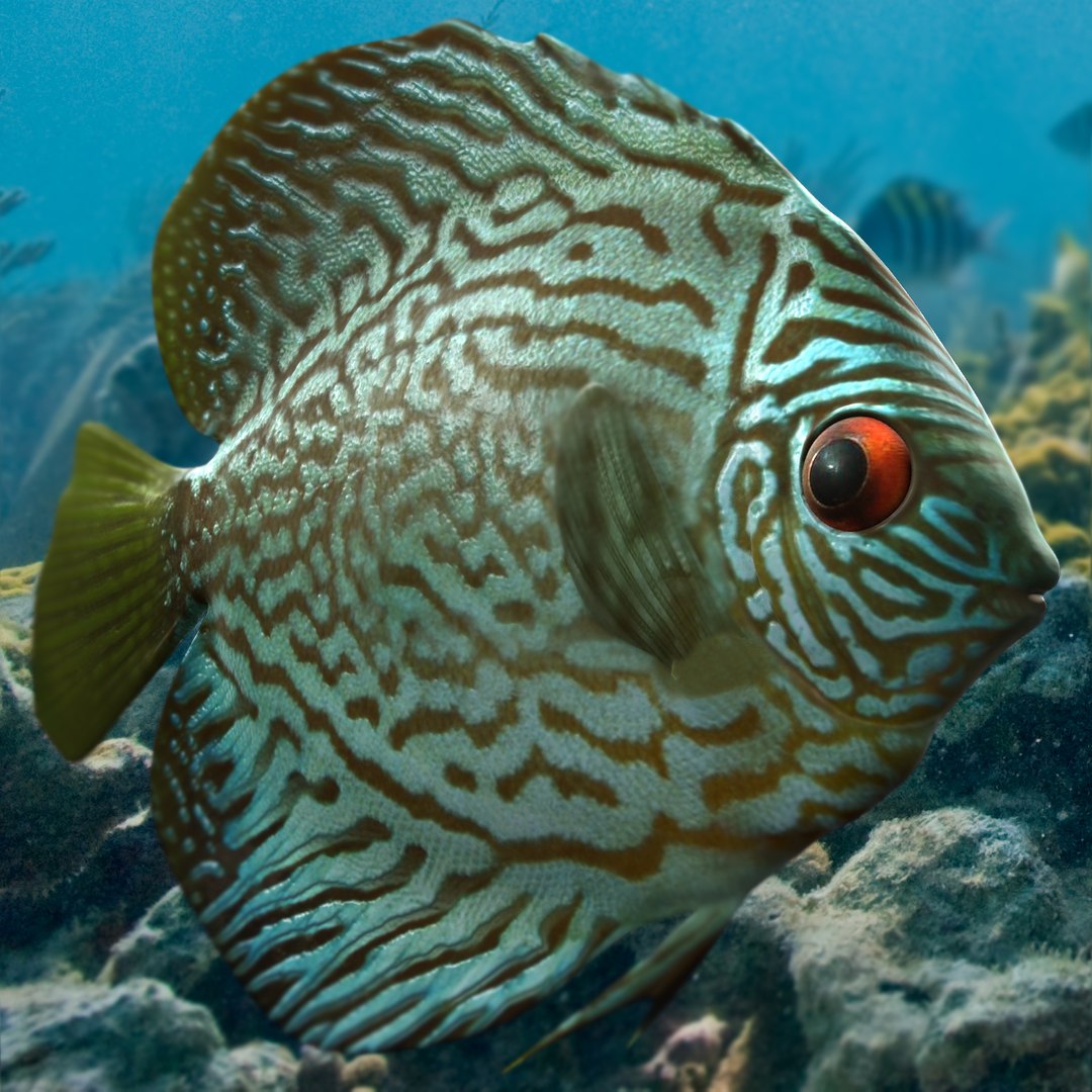 Symphysodon Aequifasciata Fish Max