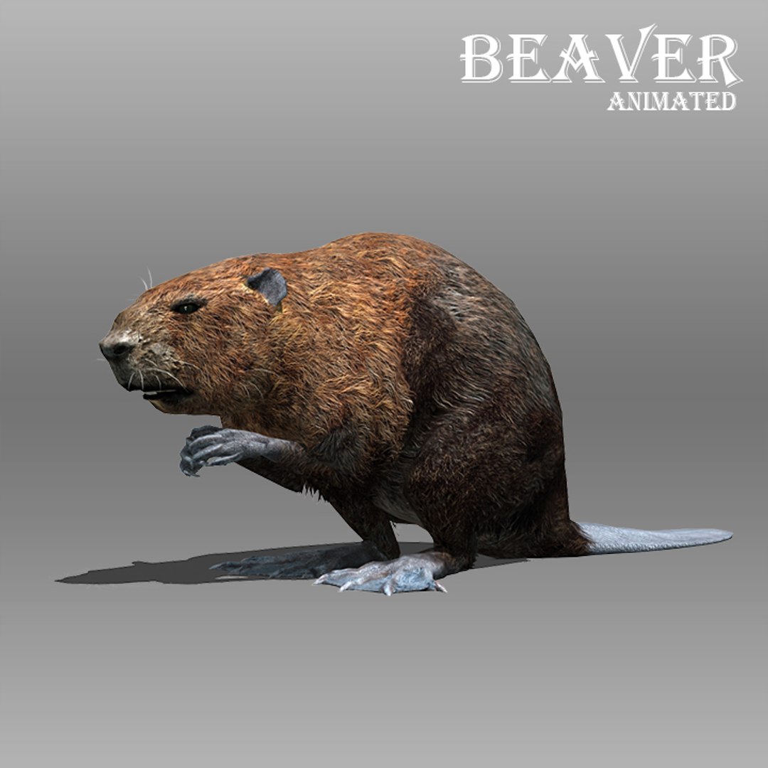 Beaver Animations Model - TurboSquid 1231482