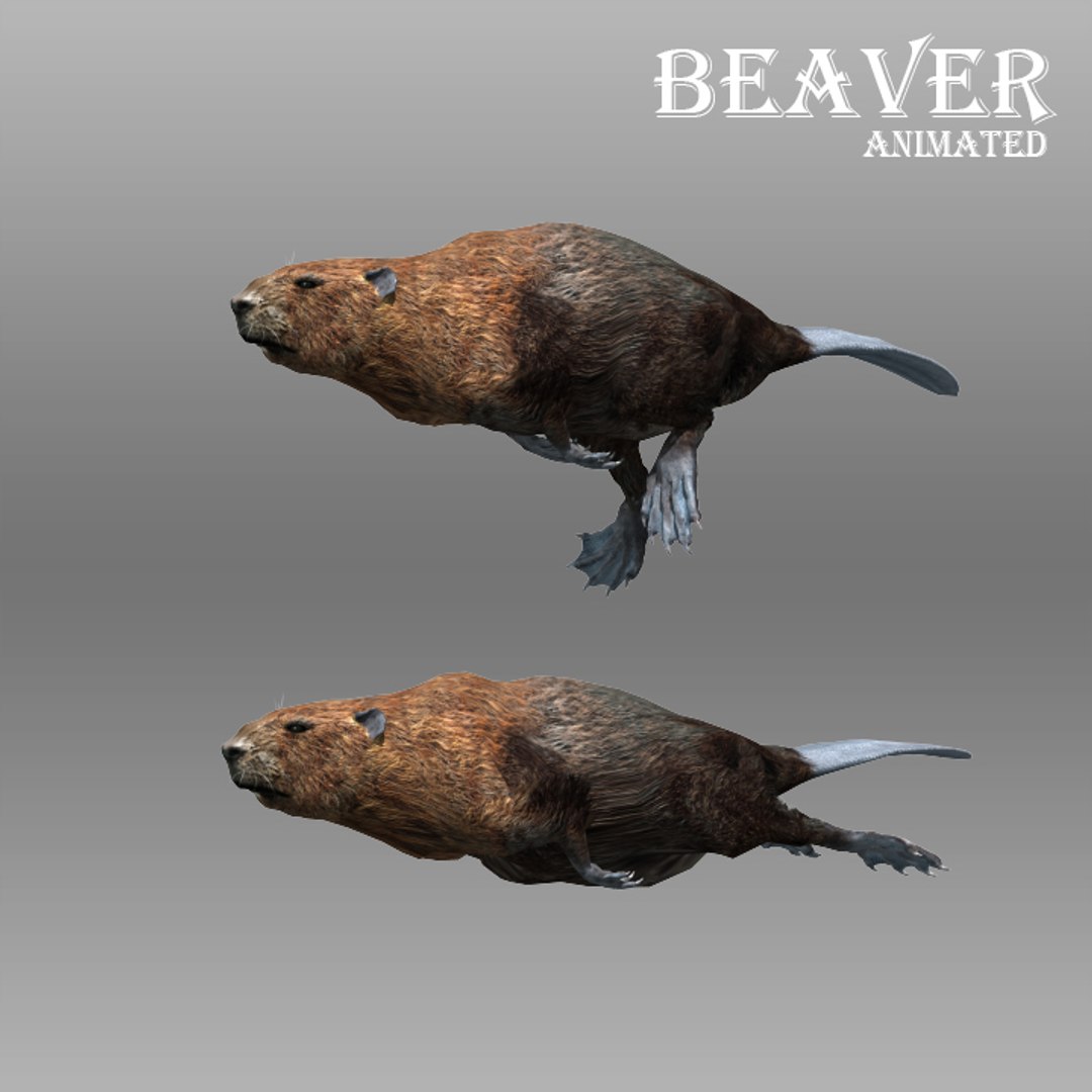 Beaver Animations Model - TurboSquid 1231482