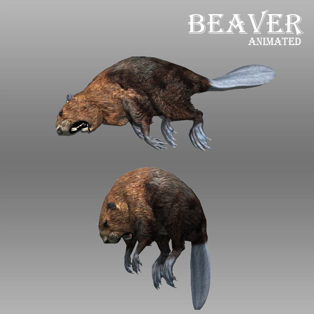 Beaver Animations Model - TurboSquid 1231482