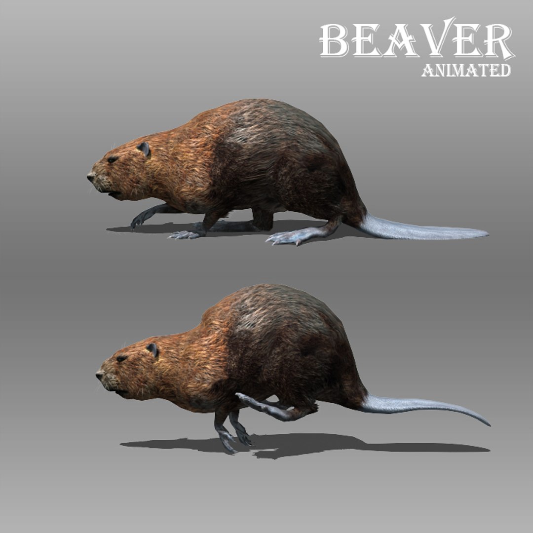 Beaver Animations Model - TurboSquid 1231482