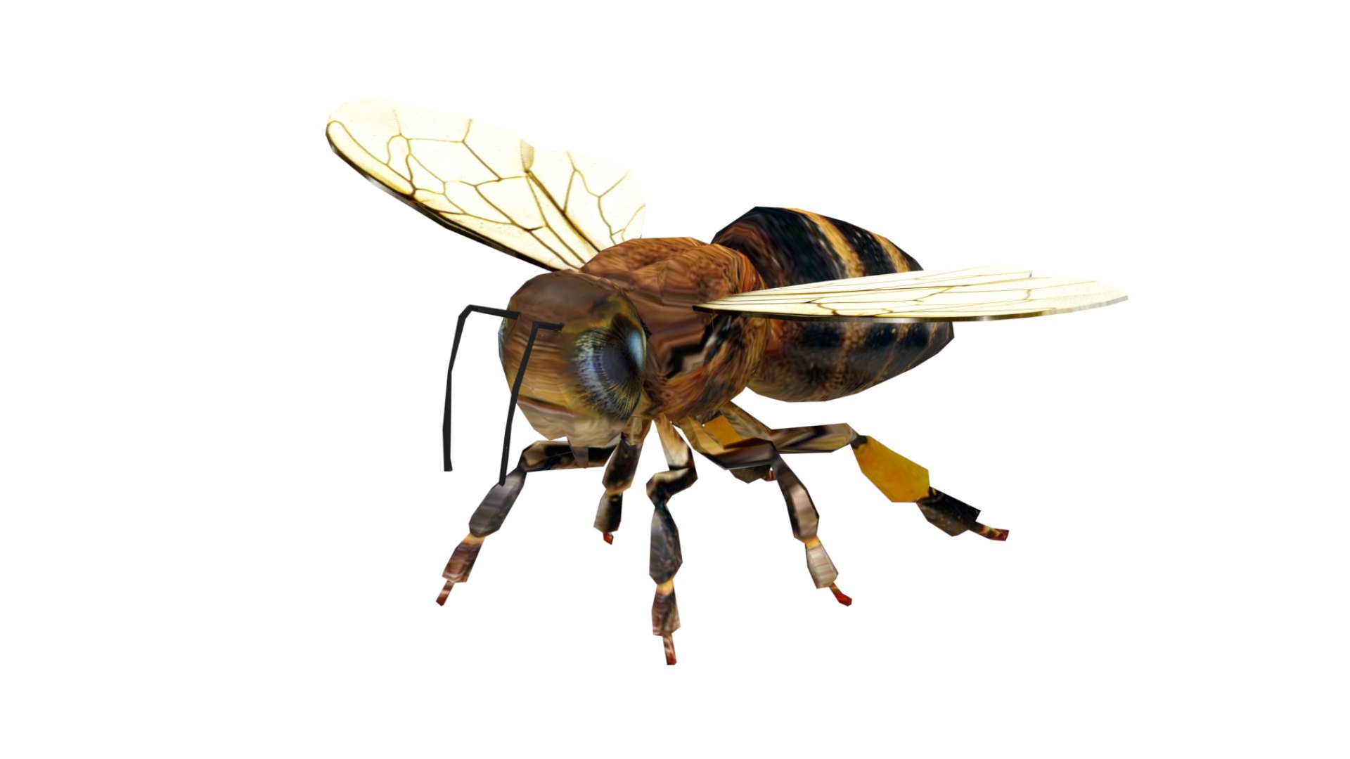3d Bee Model Turbosquid 2122802 