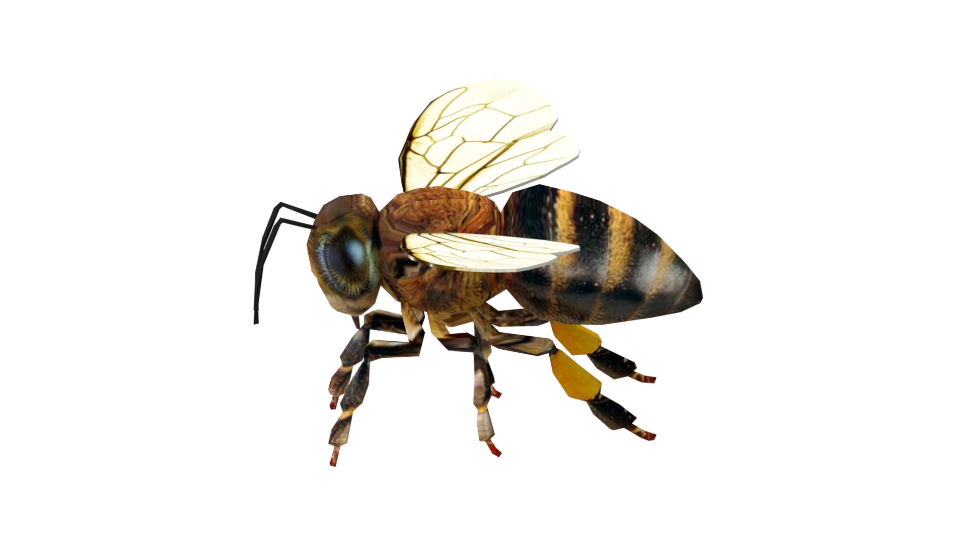3d Bee Model Turbosquid 2122802 