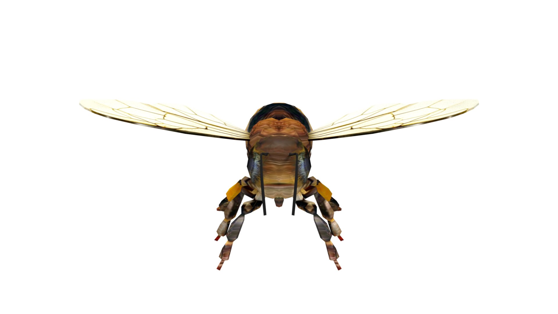 3d Bee Model Turbosquid 2122802 