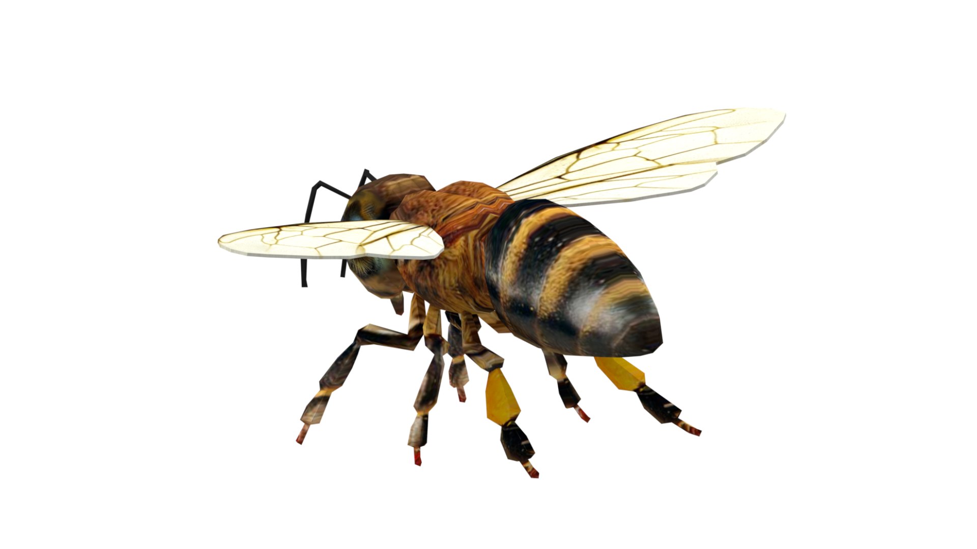 3d Bee Model Turbosquid 2122802 