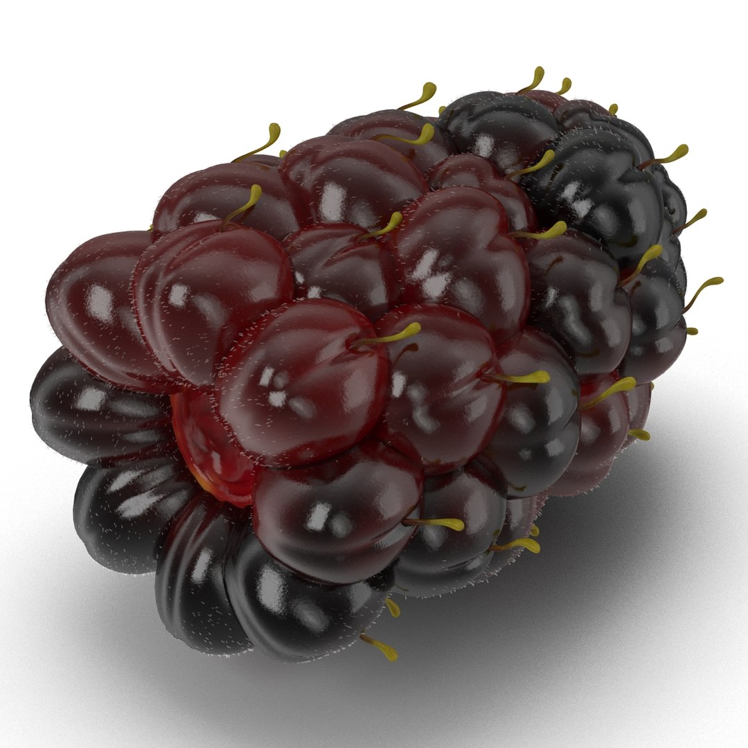Olallieberry 3d Model