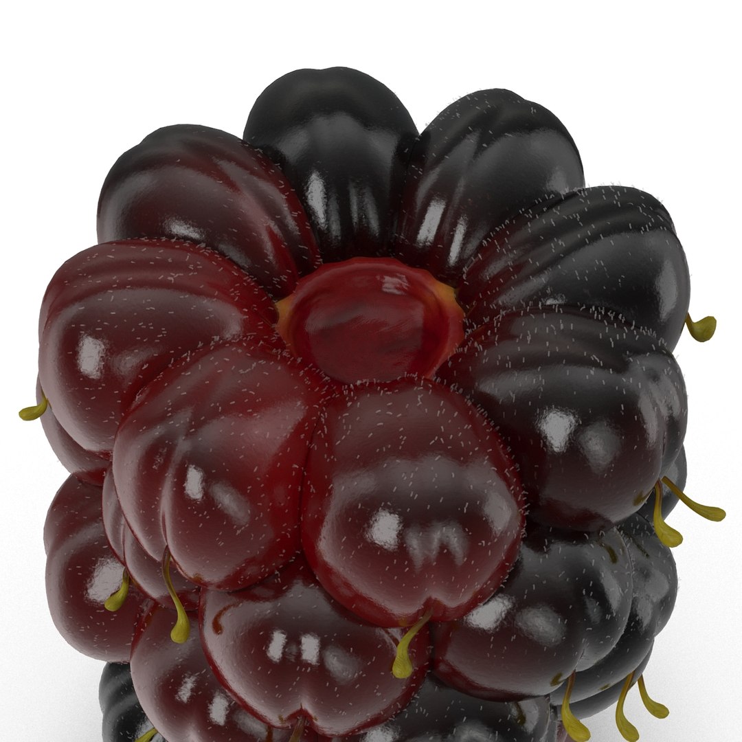 Olallieberry 3d Model