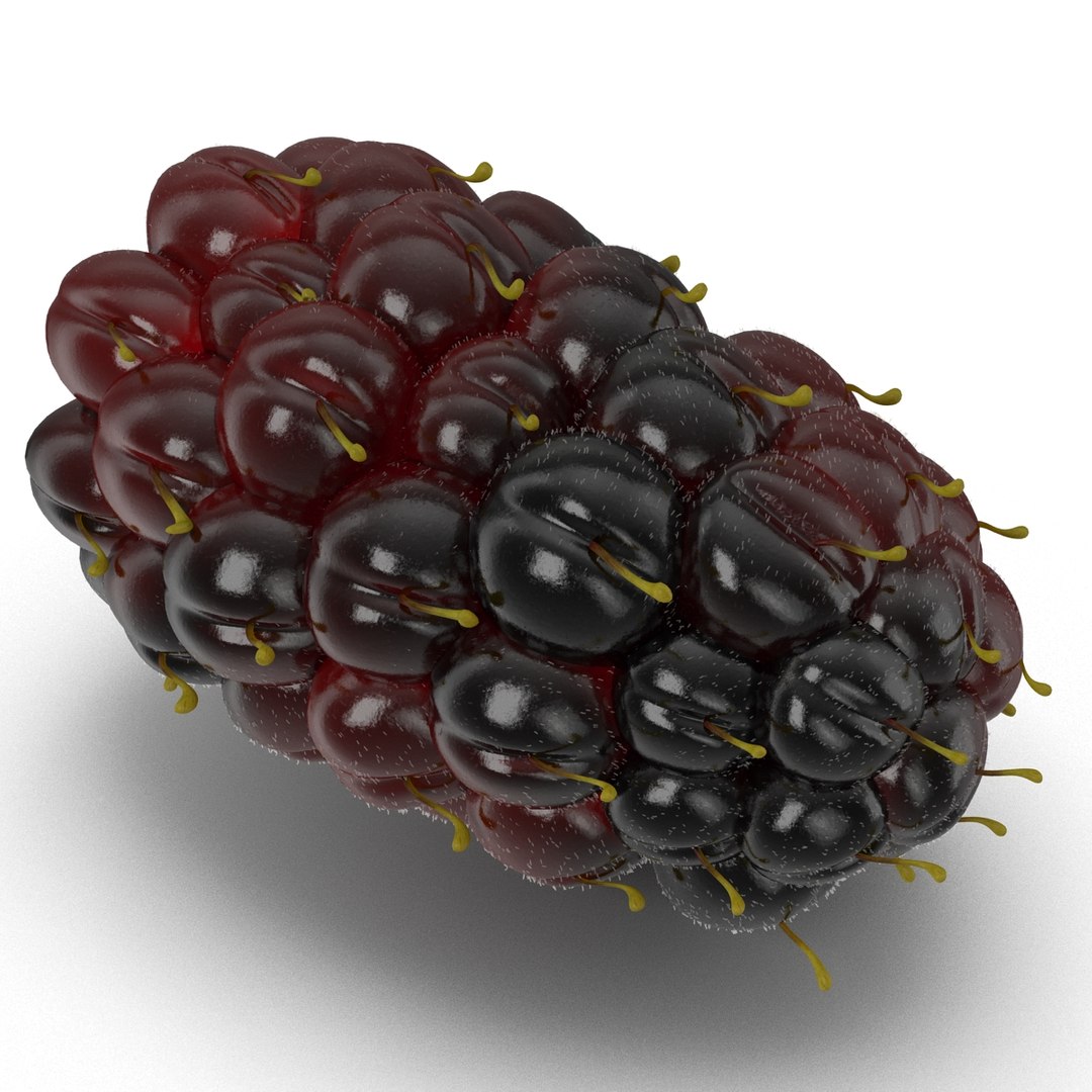 Olallieberry 3d Model