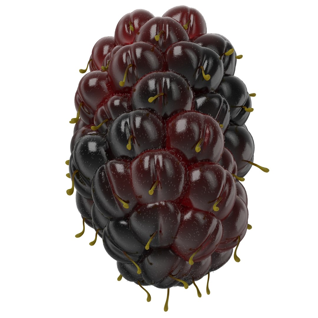 Olallieberry 3d Model