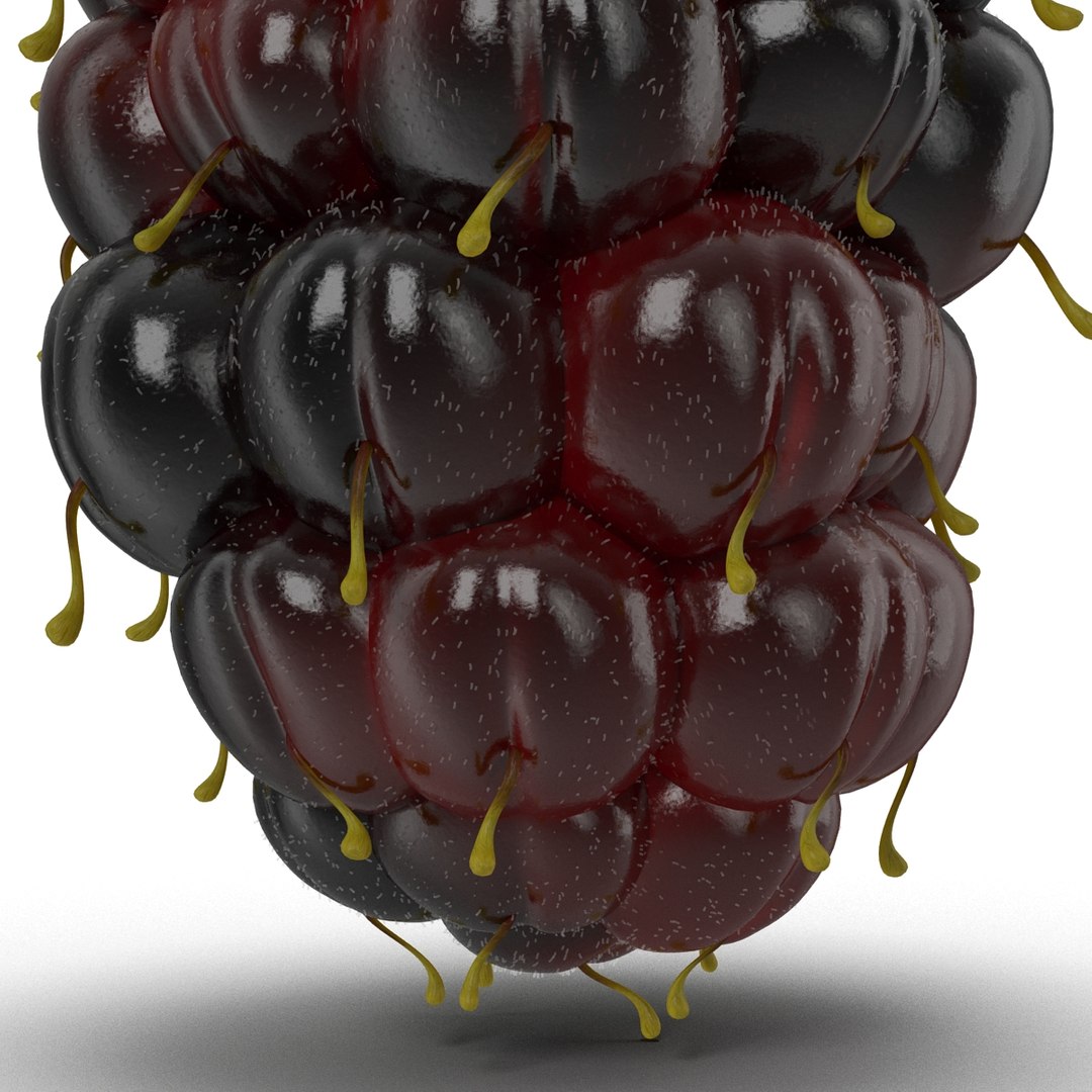 Olallieberry 3d Model