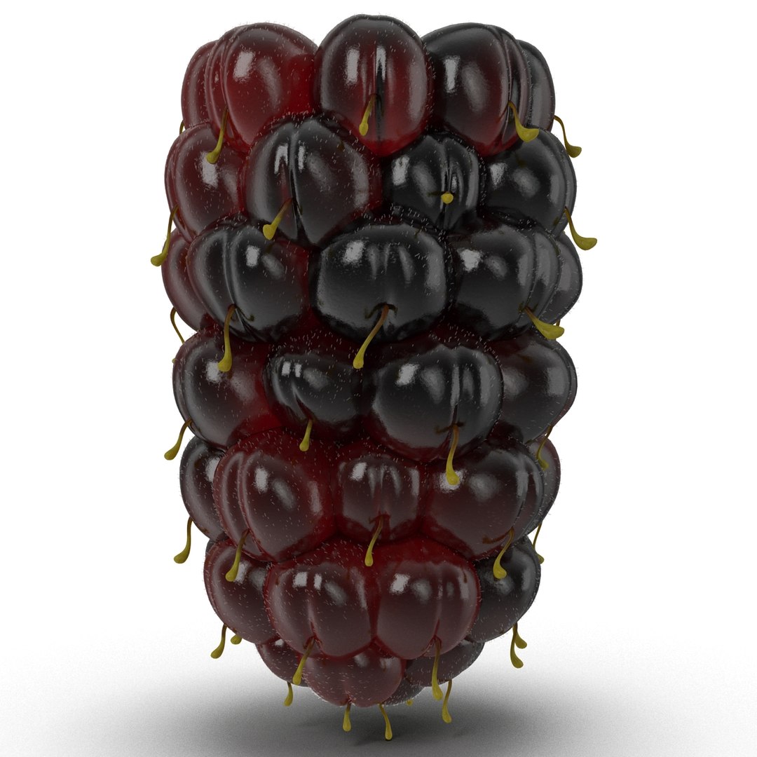 Olallieberry 3d Model