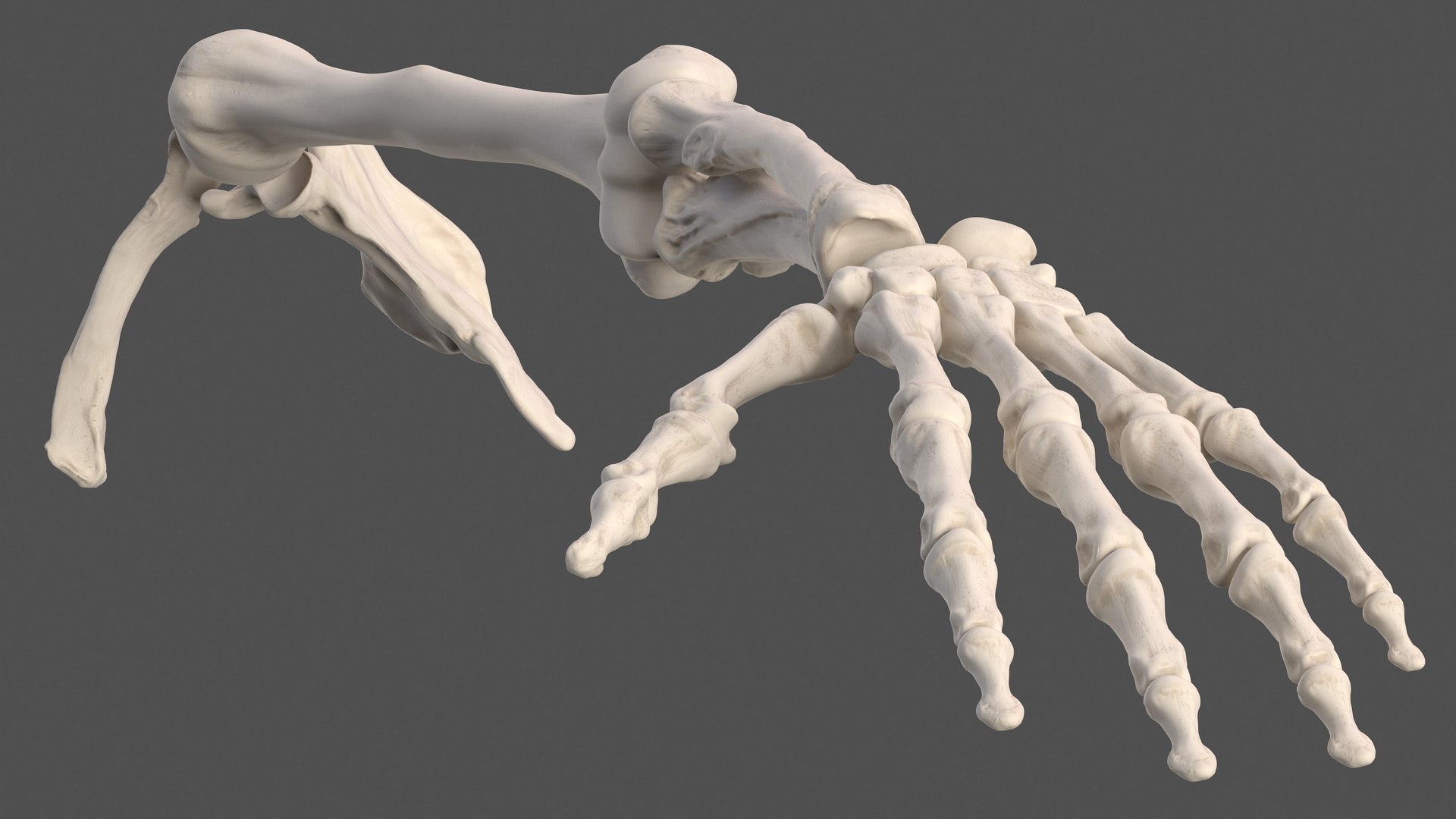 Human Arm Skeleton 3D - TurboSquid 1461209