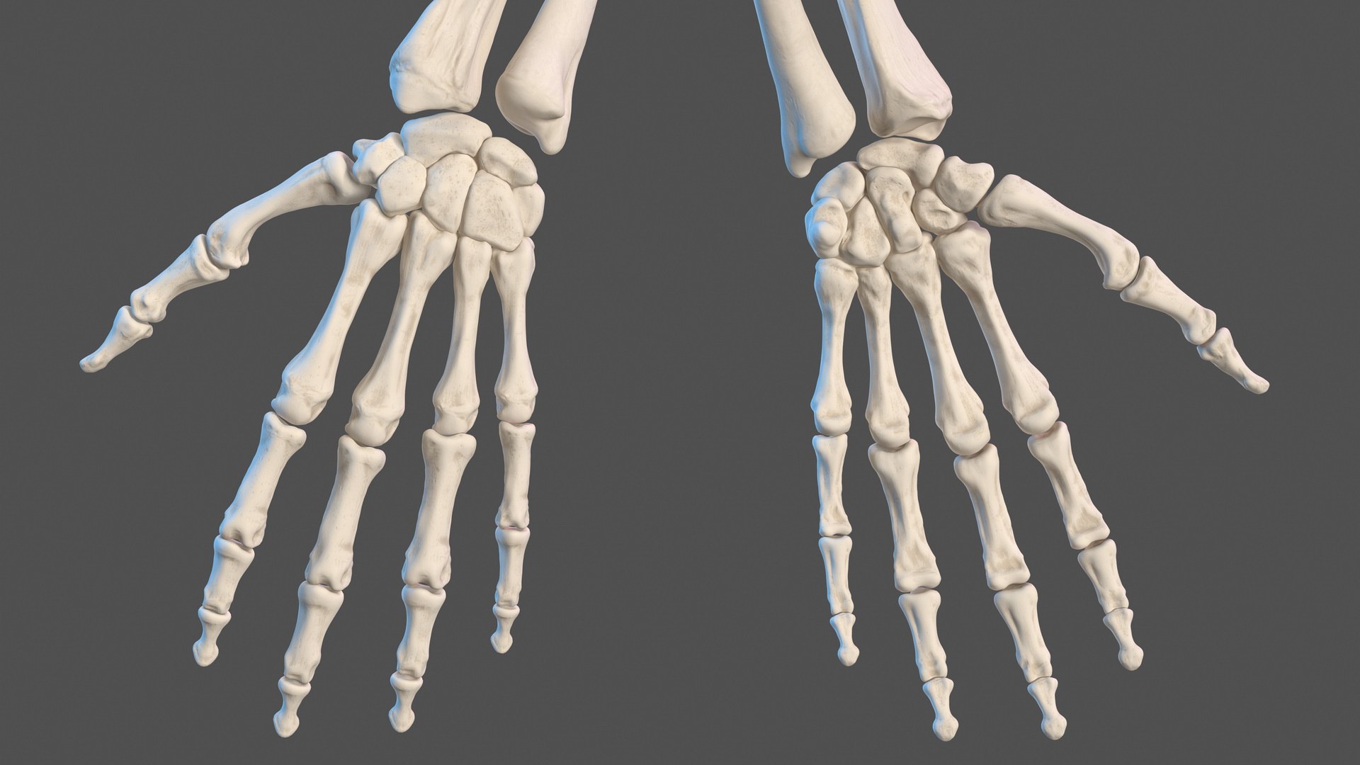 Human Arm Skeleton 3D - TurboSquid 1461209