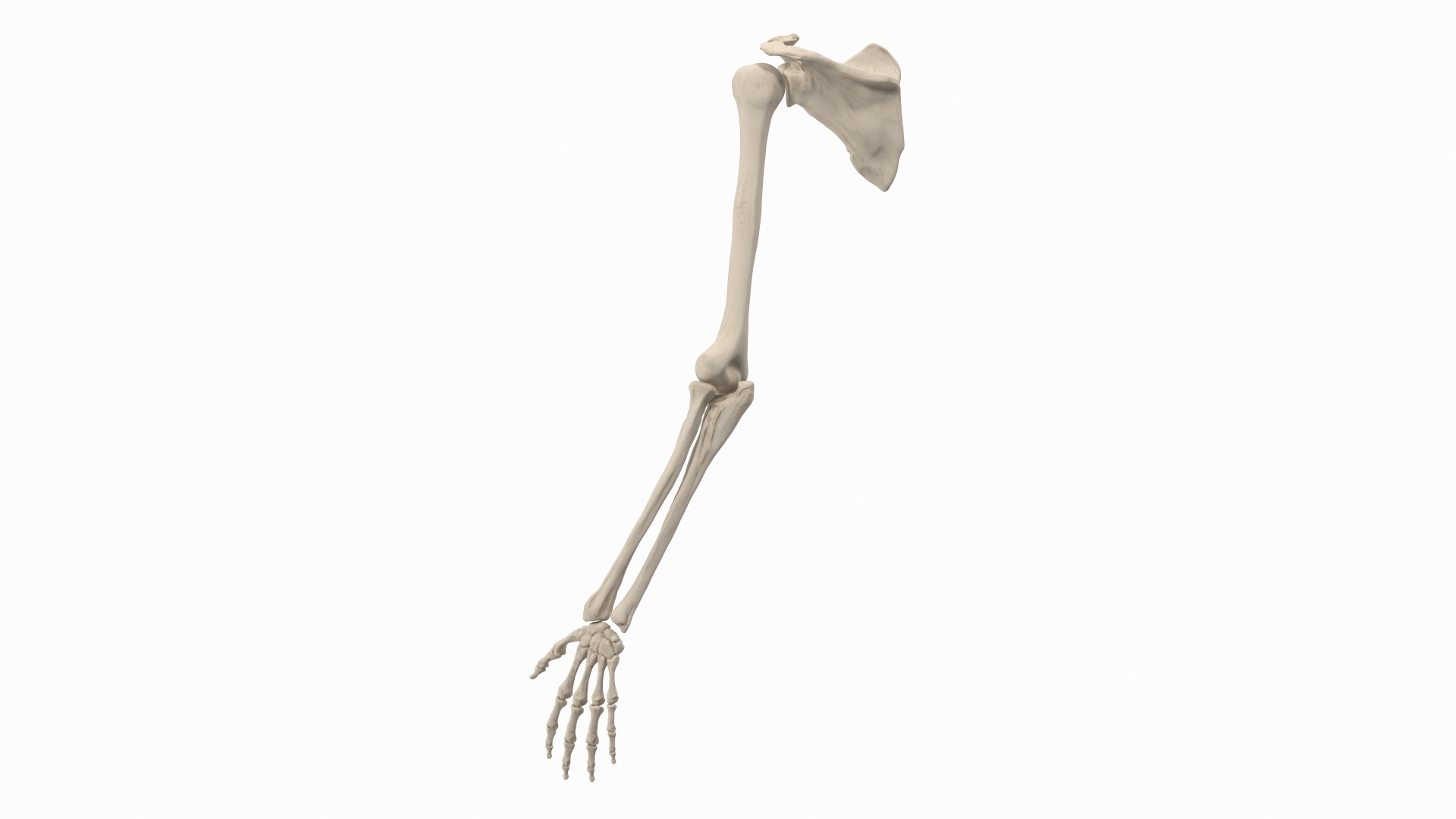 Human Arm Skeleton 3D - TurboSquid 1461209
