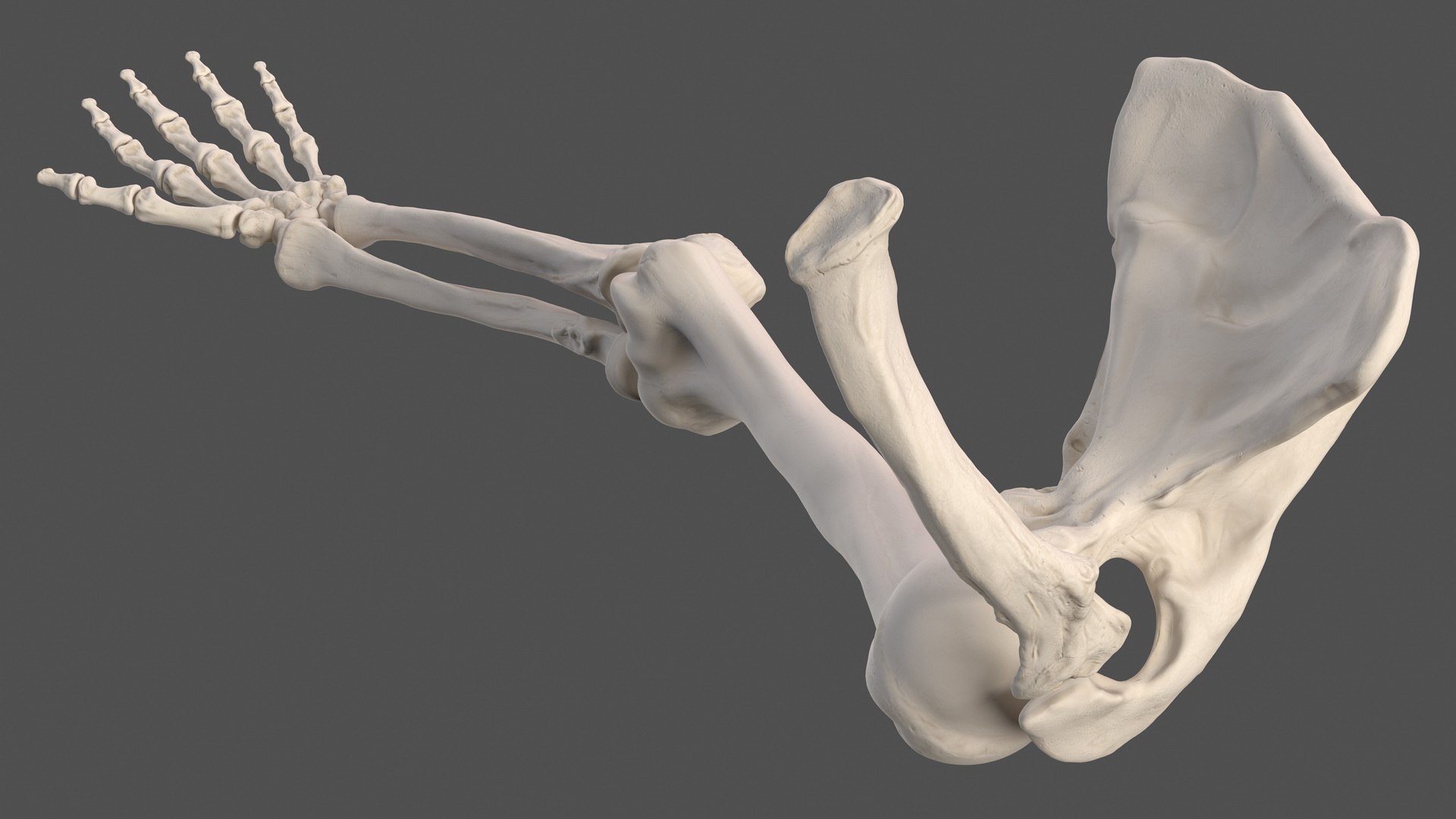 Human Arm Skeleton 3D - TurboSquid 1461209