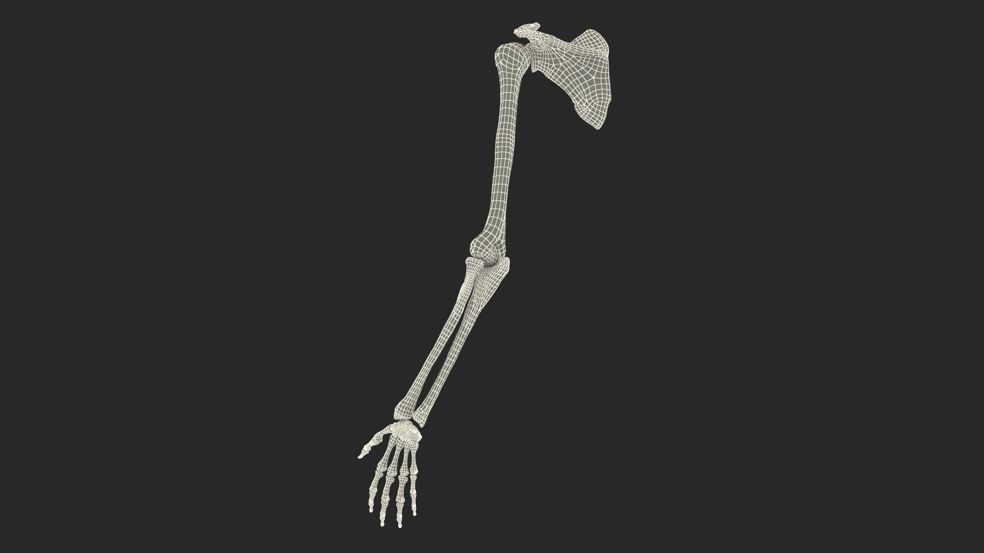 Human Arm Skeleton 3D - TurboSquid 1461209