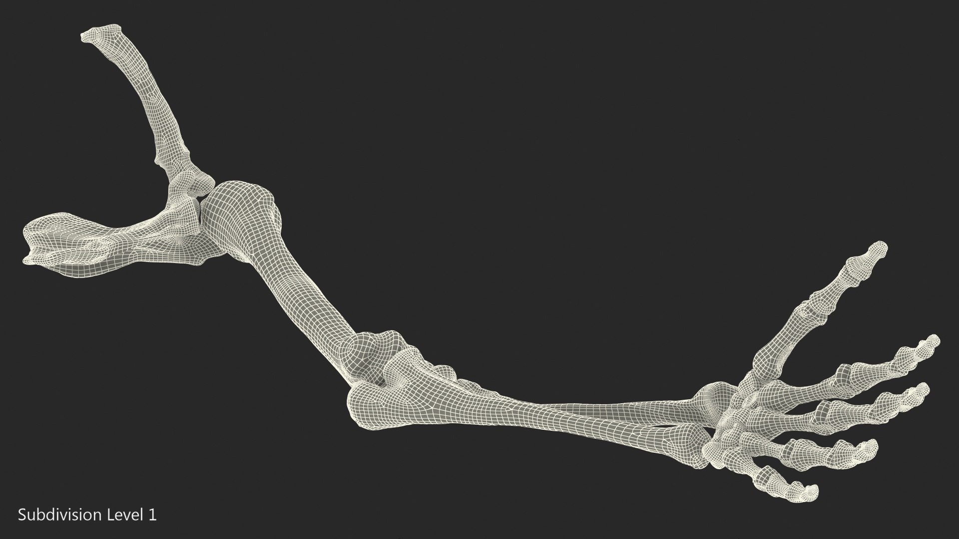 Human Arm Skeleton 3D - TurboSquid 1461209