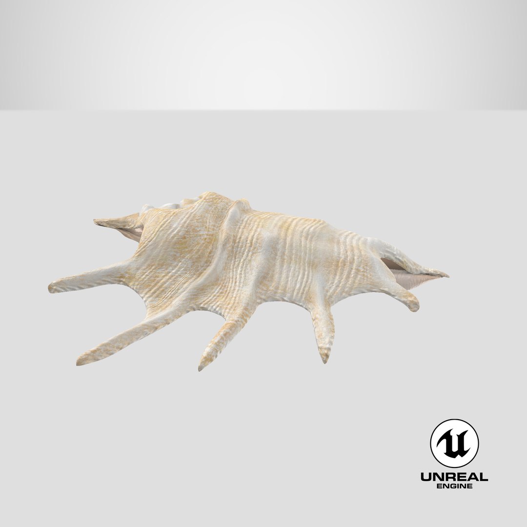 Conch-shells---shell-01 3D Model - TurboSquid 1156487