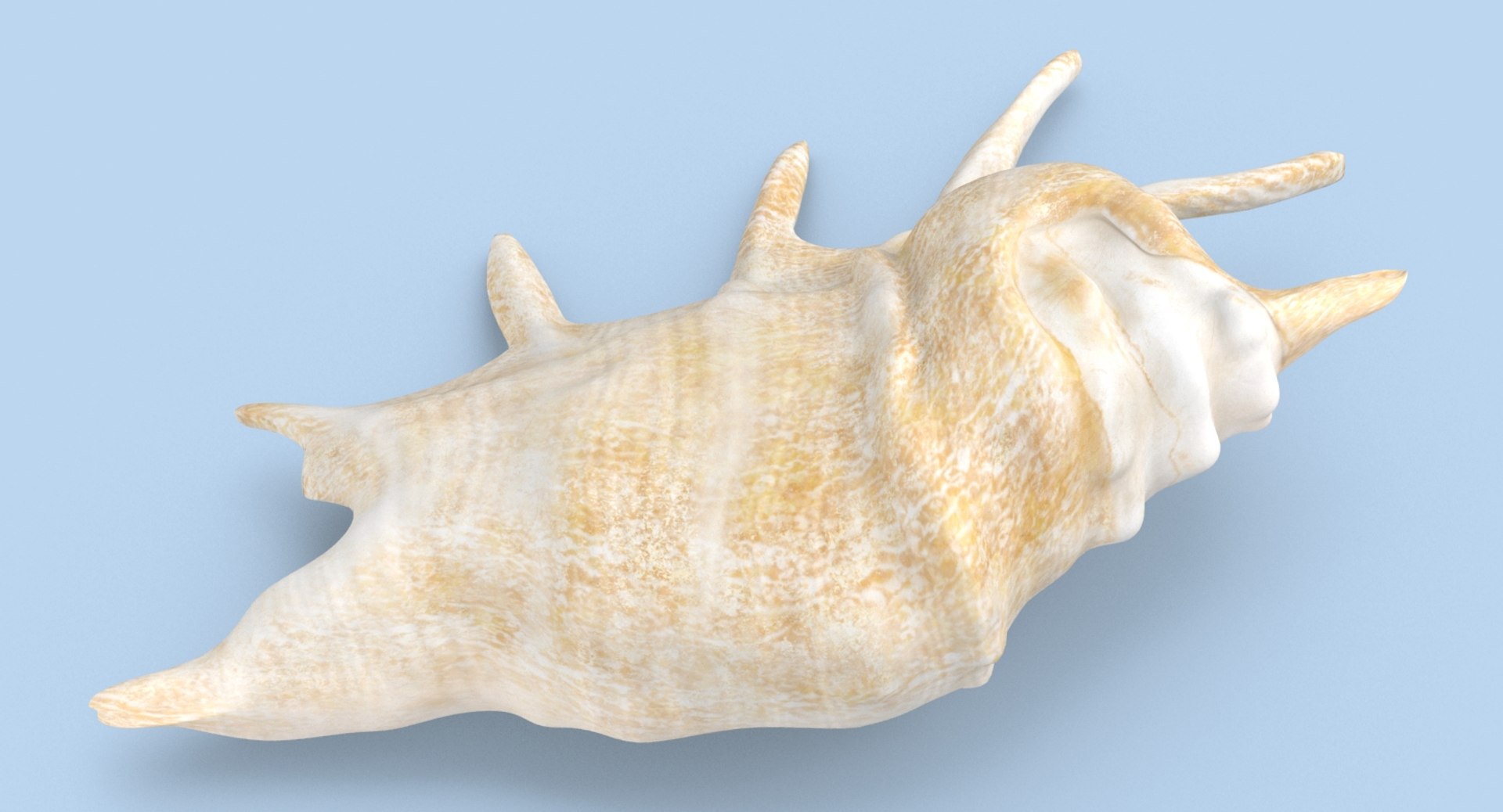 Conch-shells---shell-01 3D Model - TurboSquid 1156487