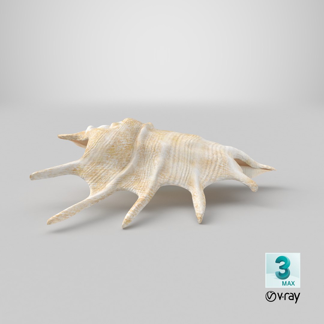 Conch-shells---shell-01 3D Model - TurboSquid 1156487