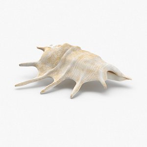 Conch Shell 3D Models for Download | TurboSquid