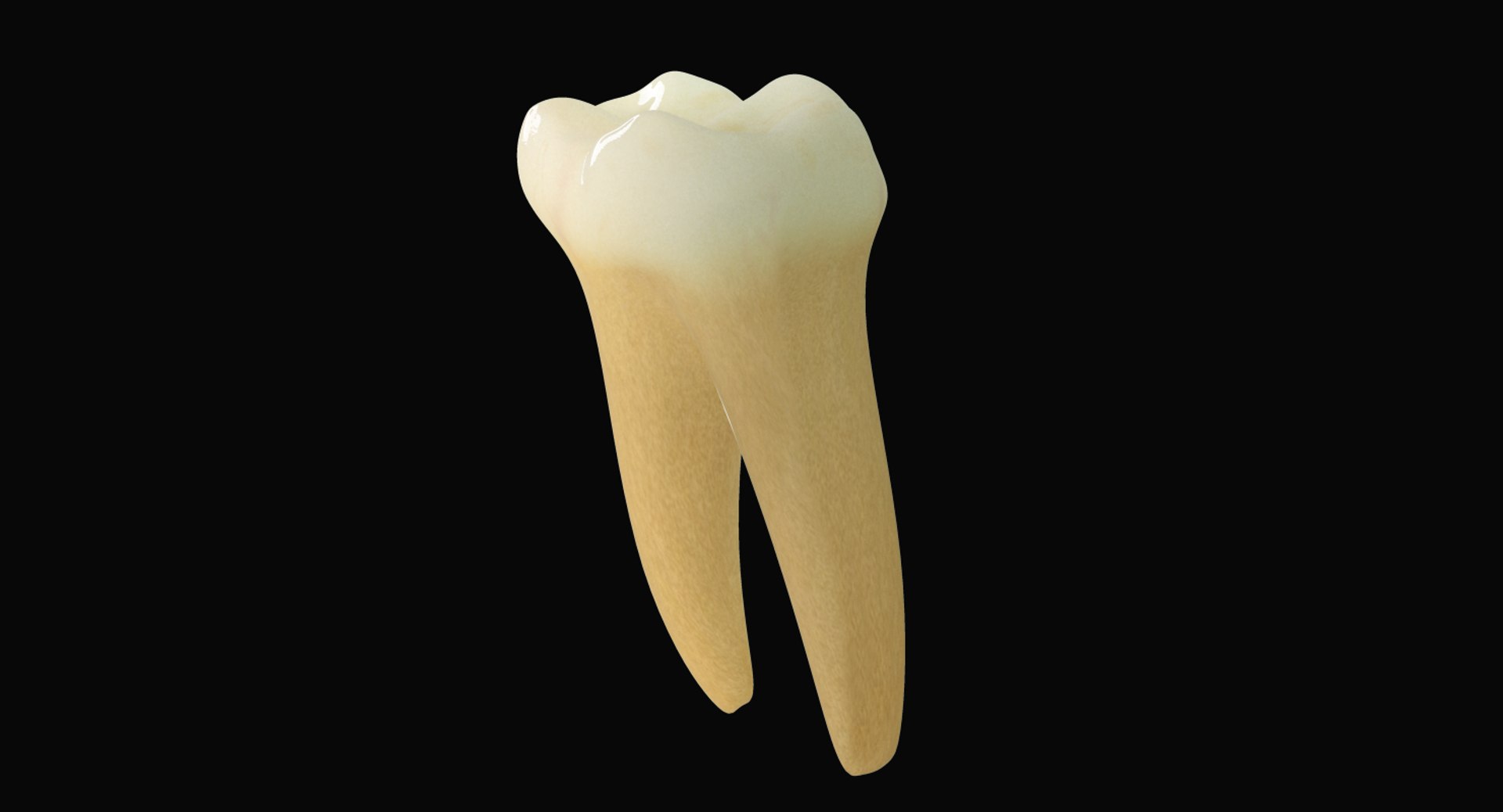 3d model primary molar lower