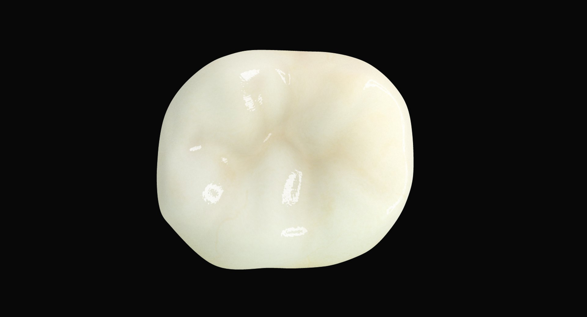 3d model primary molar lower