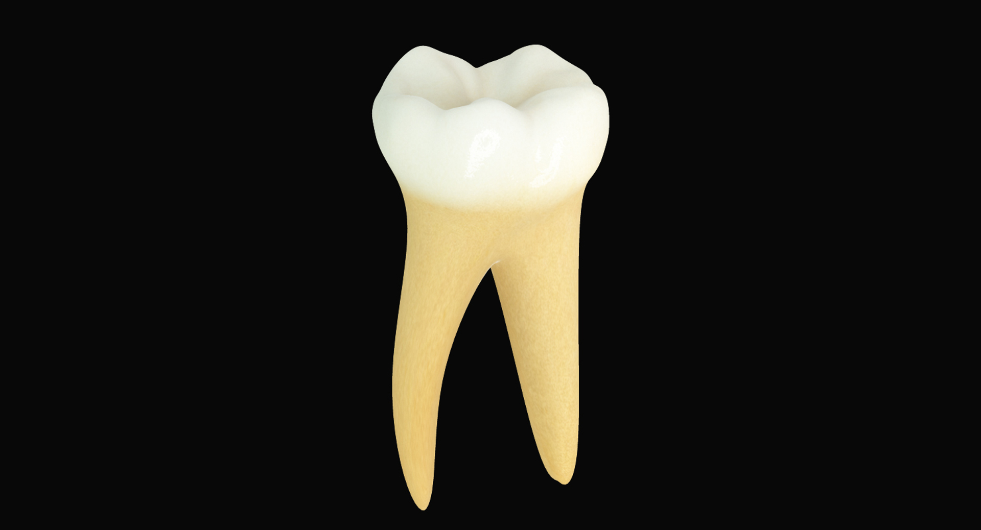 3d model primary molar lower