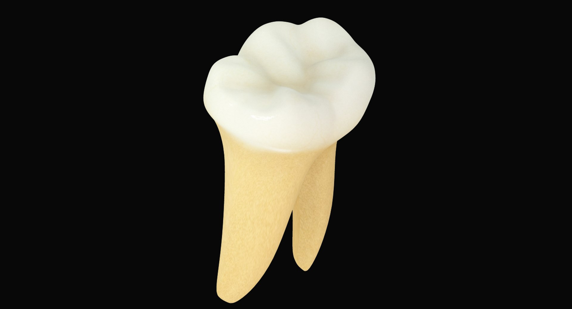 3d model primary molar lower