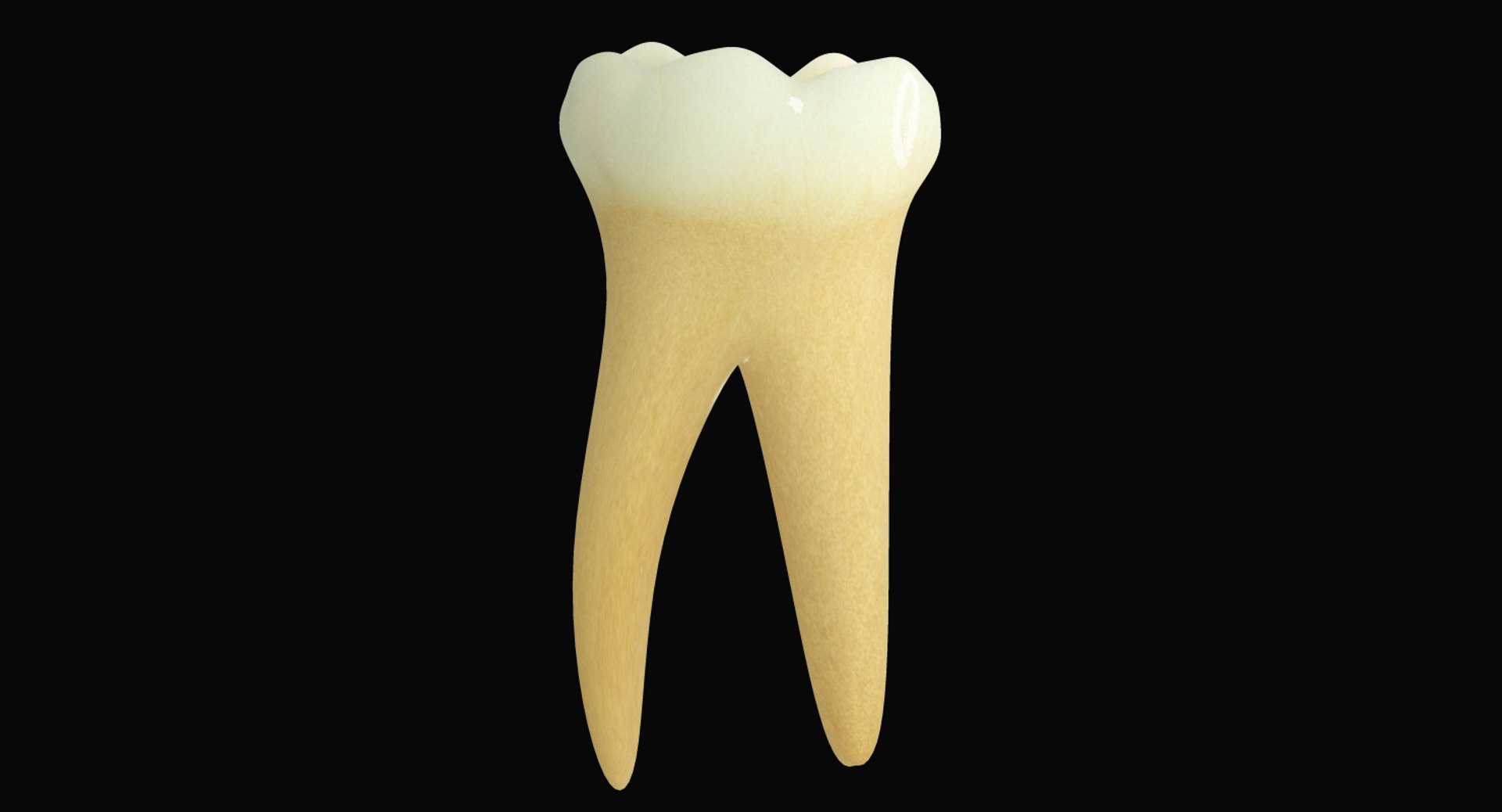 3d model primary molar lower