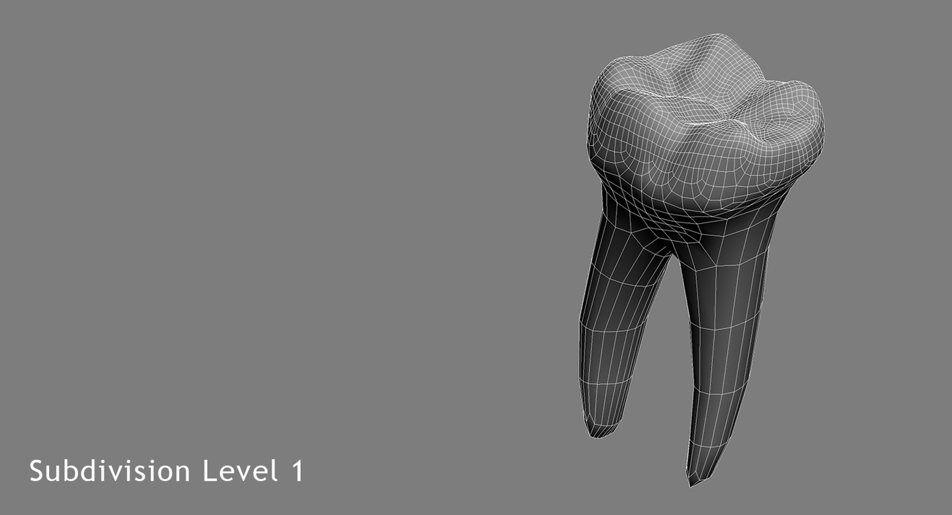3d model primary molar lower
