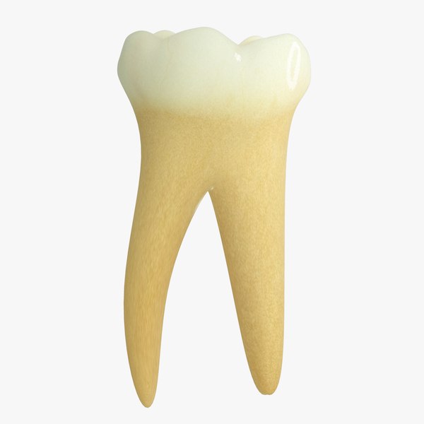 Tooth 3D Models for Download | TurboSquid