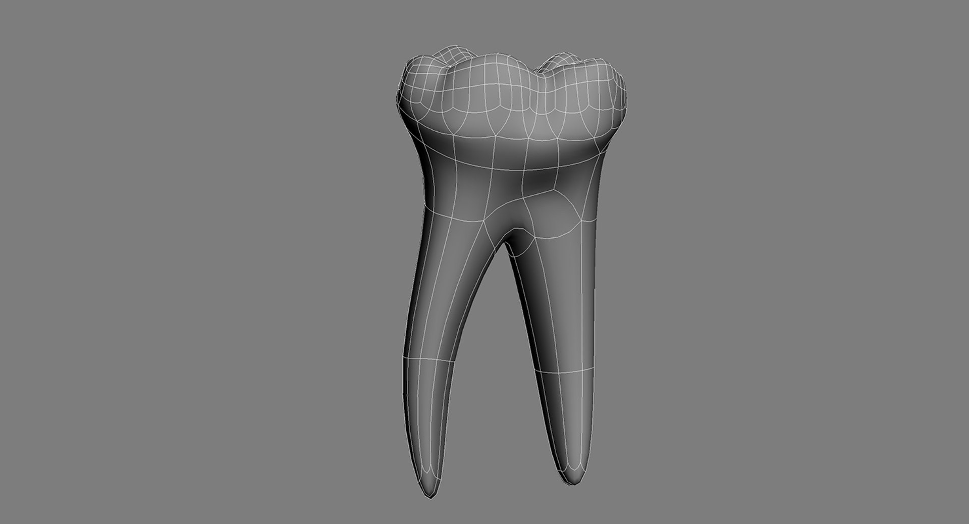 3d model primary molar lower